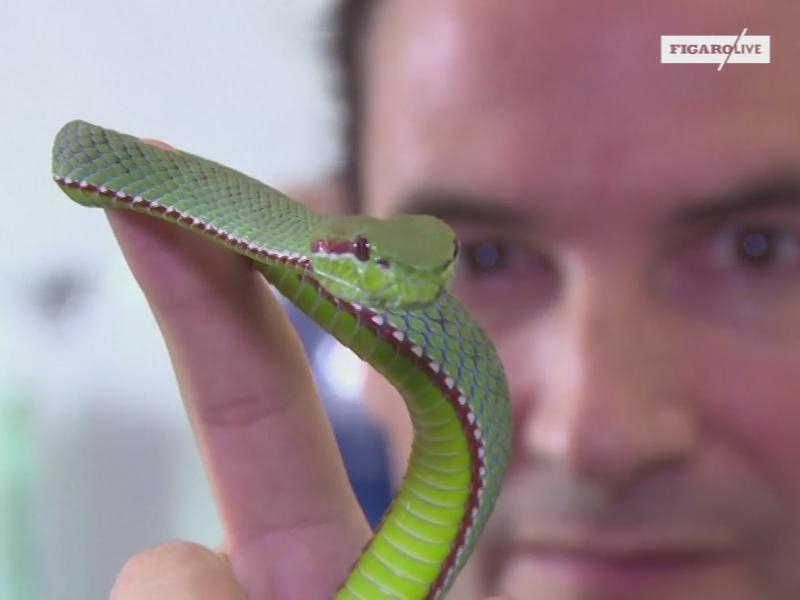 Steve Ludwin, l'homme qui résiste au venin de serpent