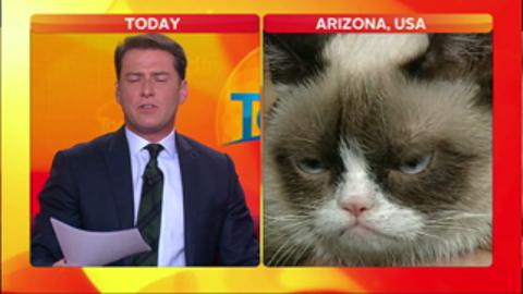 Le fou rire d'un journaliste australien face à Grumpy Cat