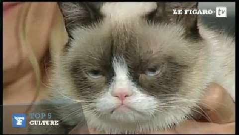 "Grumpy Cat" va devenir l'égérie de Nestlé