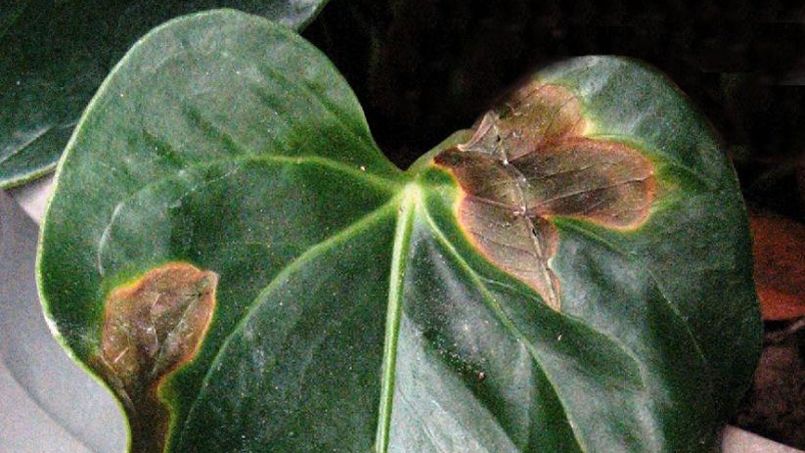 Anthurium: quelles sont ces taches noires sur les feuilles