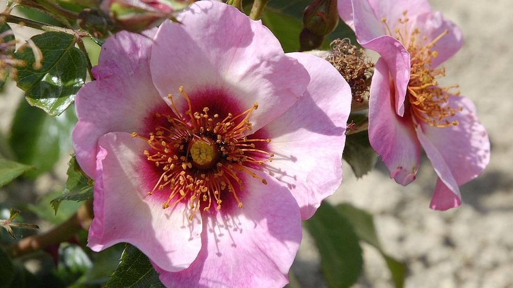 «Sweet Delight»: lauréate 2015 du Grand prix de la rose de la SNHF