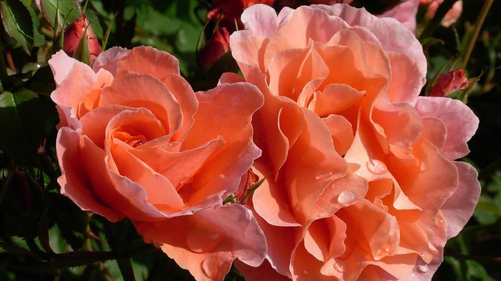 «Sweet Delight»: lauréate 2015 du Grand prix de la rose de la SNHF