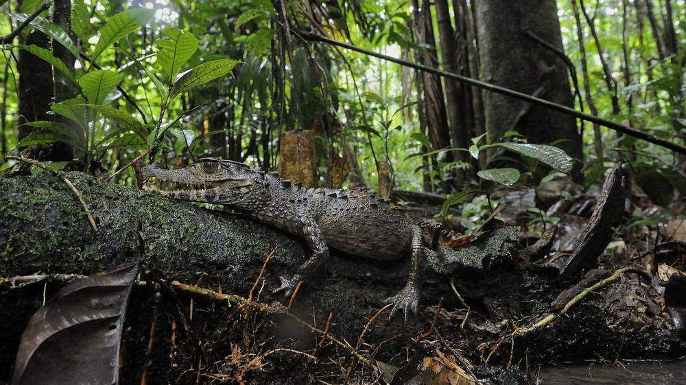 En Guyane, avec les nouveaux explorateurs de la jungle