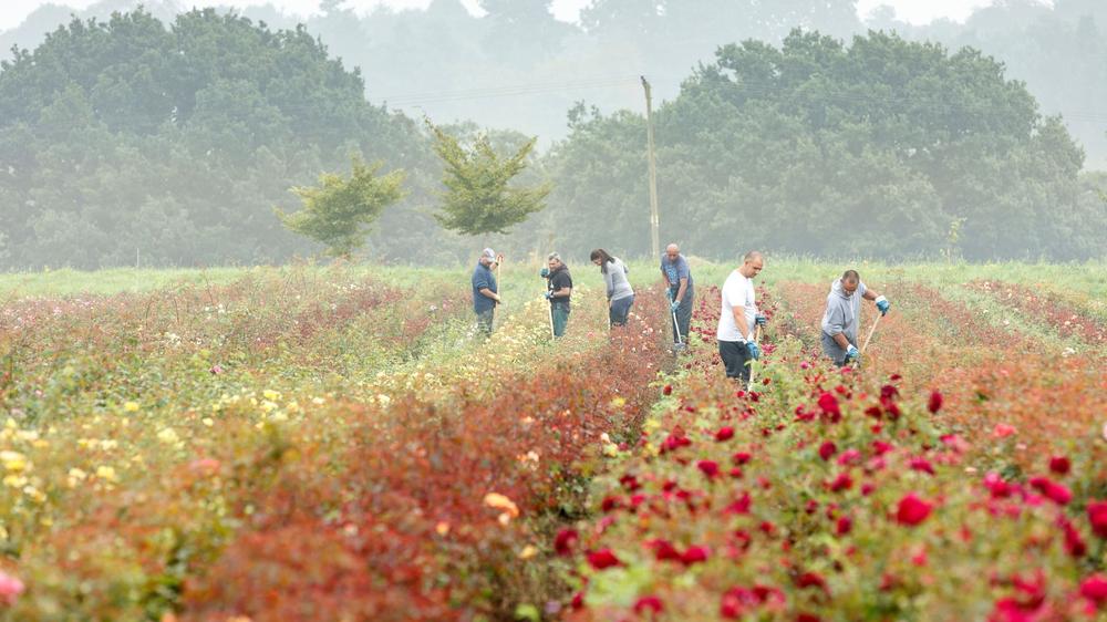 David Austin, le roi des roses anglaises