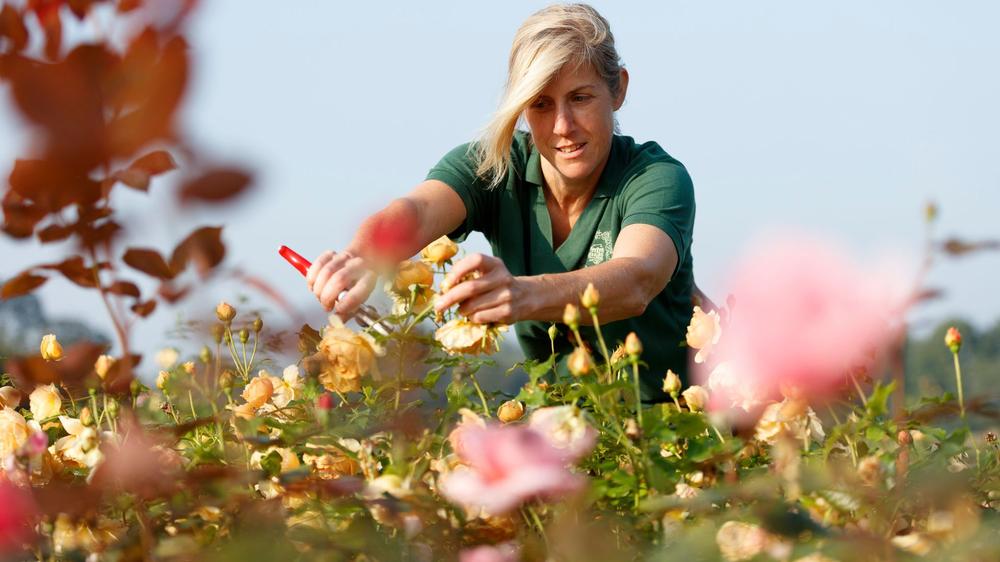 David Austin, le roi des roses anglaises