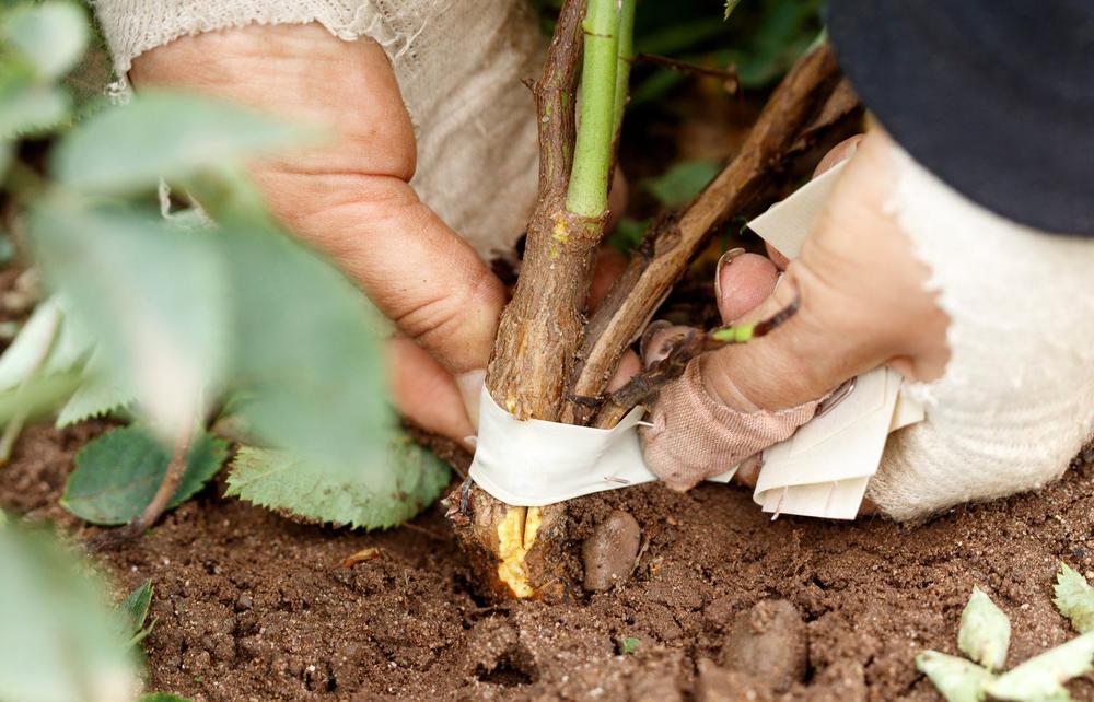 David Austin, le roi des roses anglaises