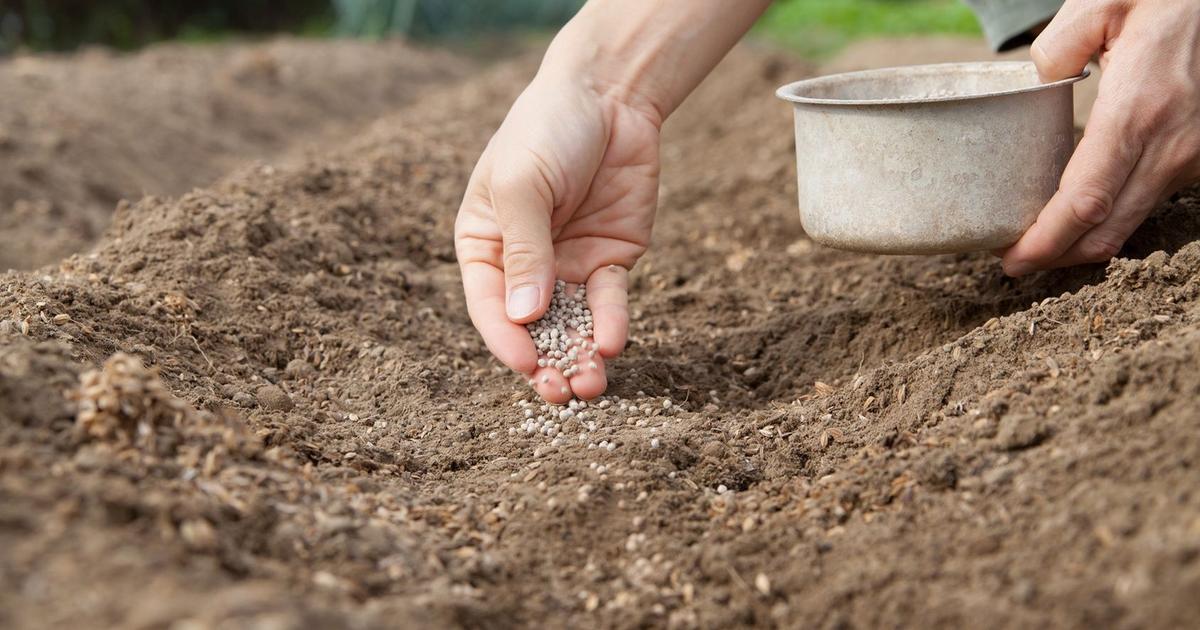 Sol alcalin: quelle fertilisation apporter