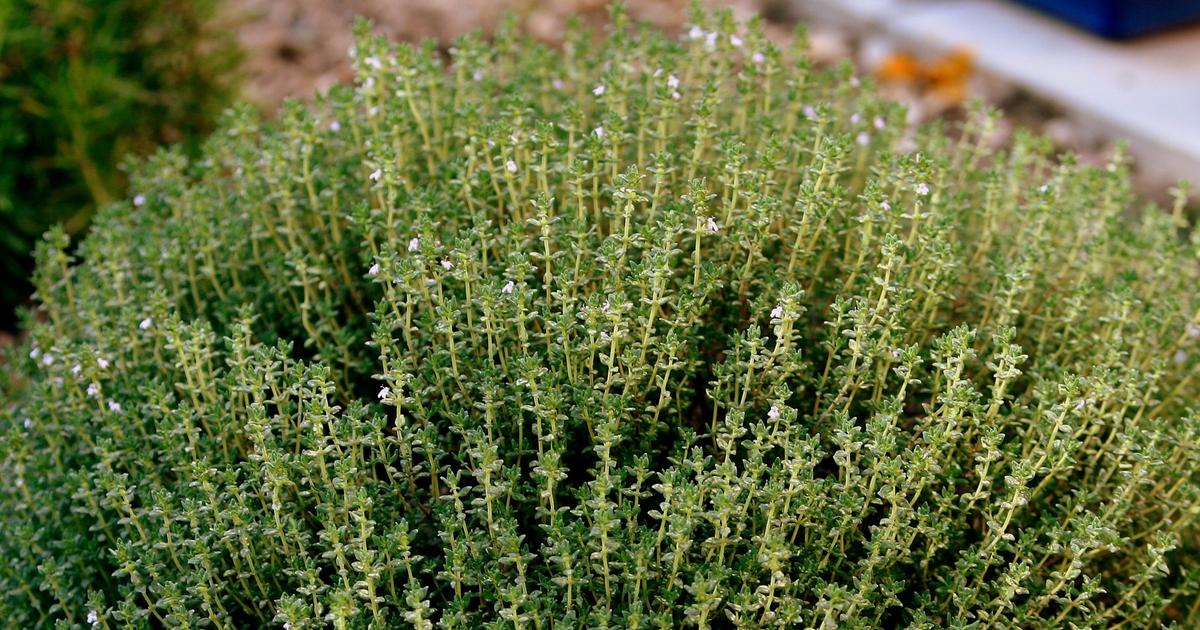 Thym, l'incontournable condimentaire