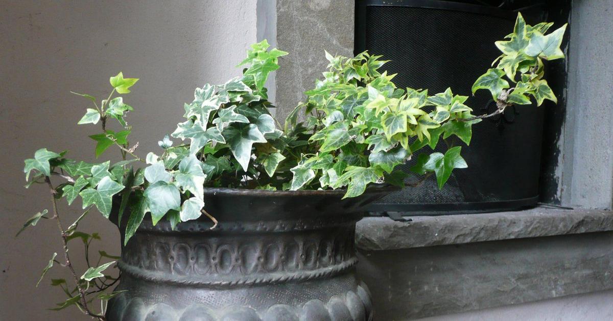 Lierre commun, idéal pour décorer murs et grillages