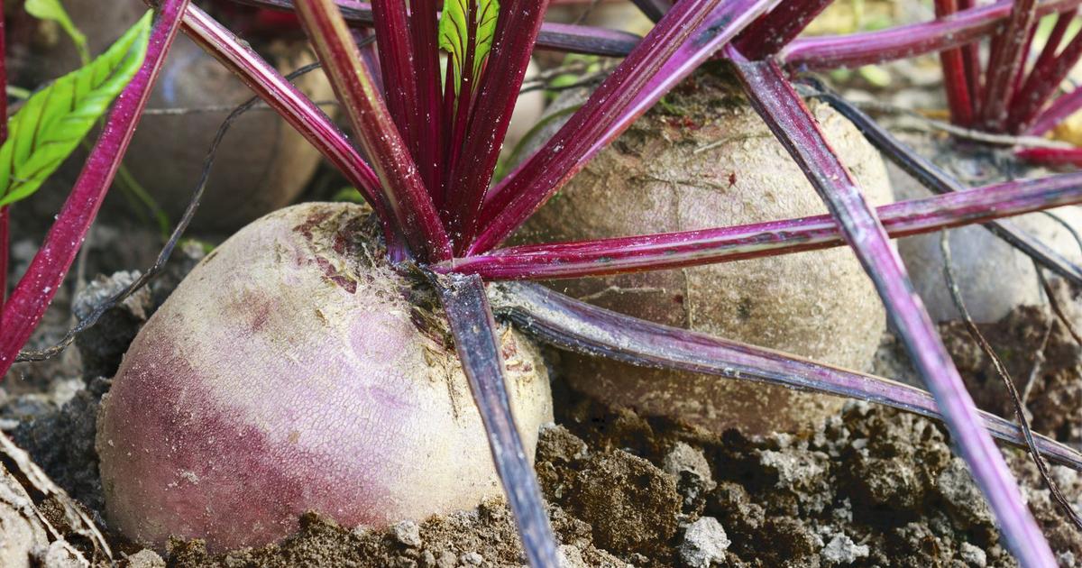 Betterave rouge, consommée depuis la préhistoire