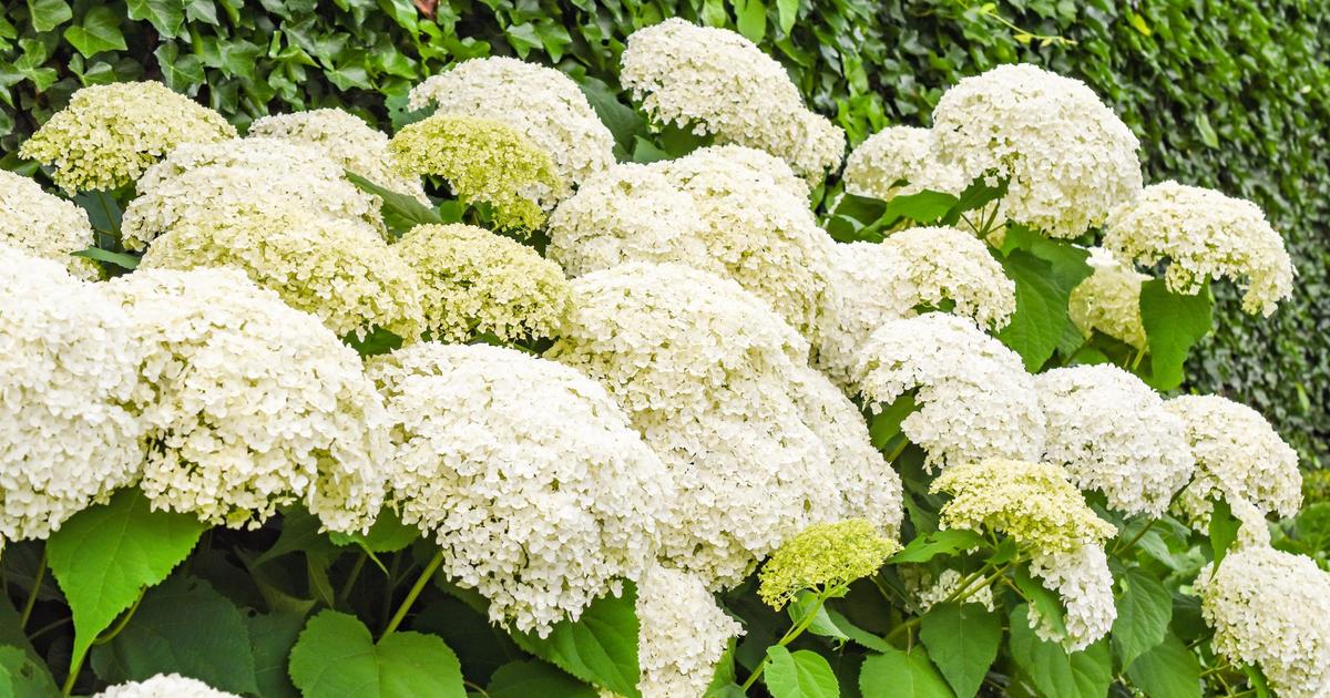 Hydrangéa arborescent, le bel Américain