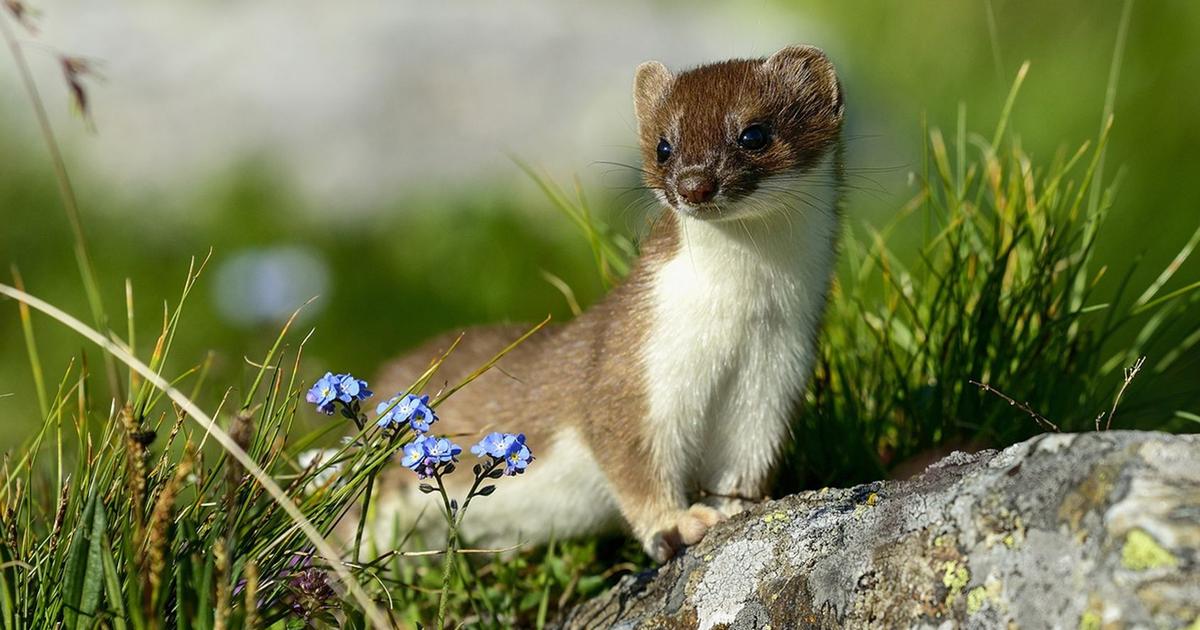 Dix petites bêtes au service du jardinier