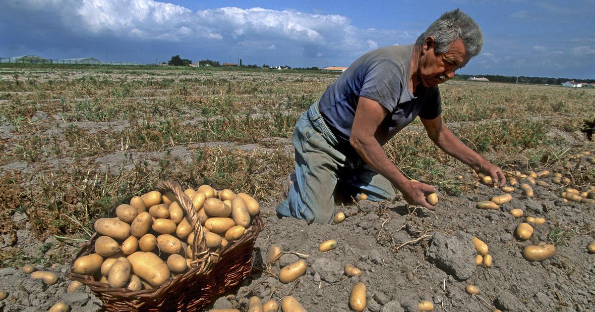 La patate la plus chère de France arrive dans les magasins