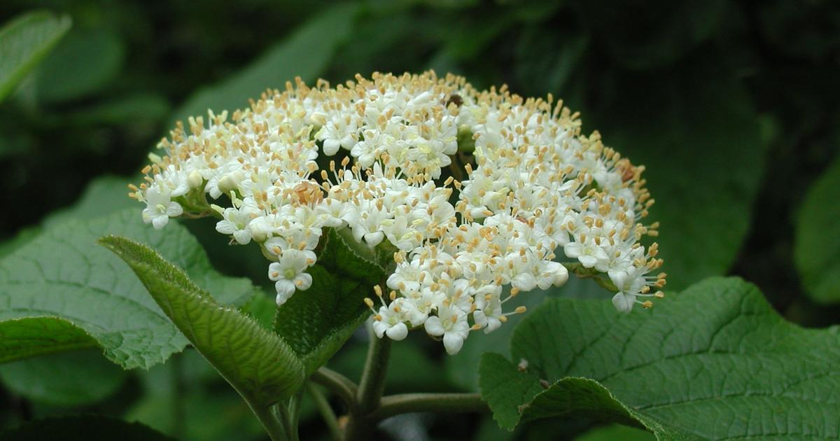 Viorne cotonneuse, belle par ses fleurs et ses fruits