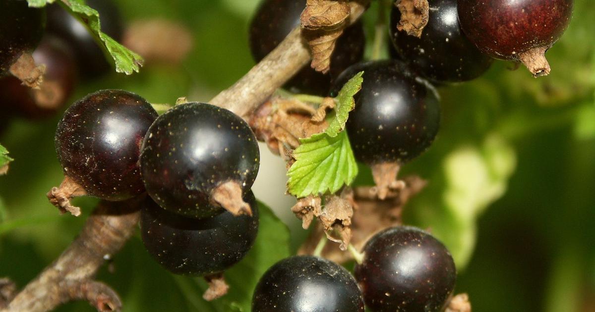 Peut-on sauver un cassis écrasé par la chute d'un arbre