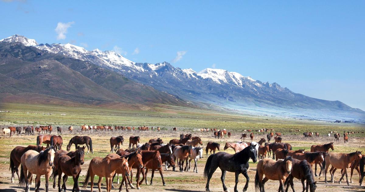 À cheval avec les mustangs