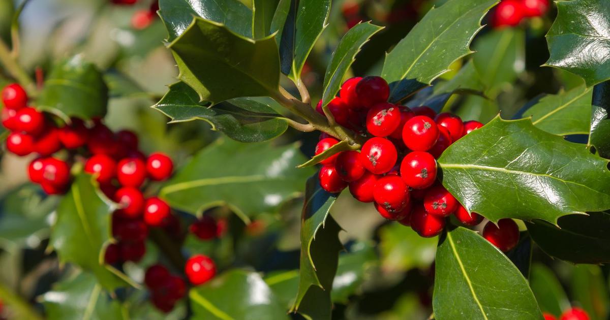 Quand et comment transplanter le houx