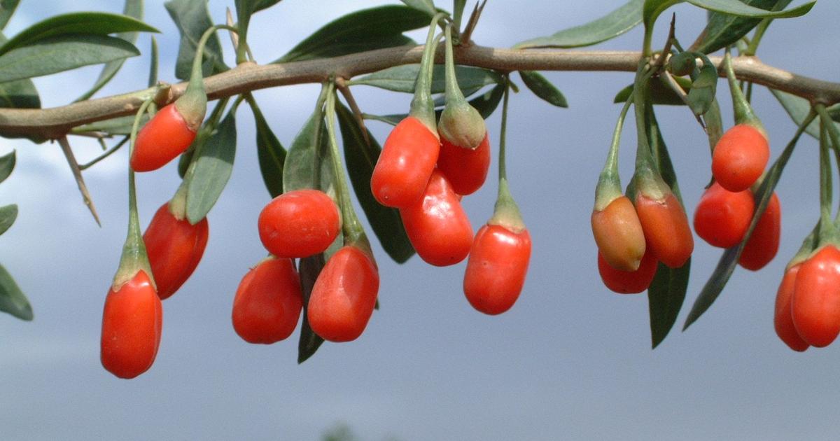 Comment tailler correctement un goji