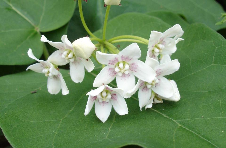 Wattakaka ou dregée de Chine