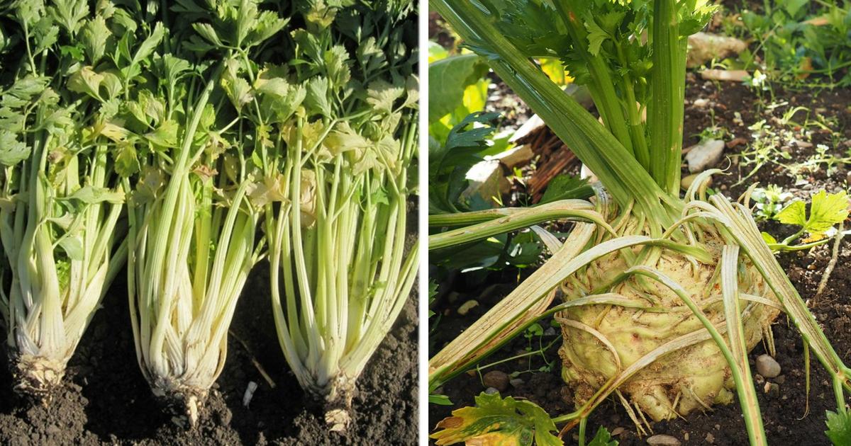 Céleris branches, raves, «à couper» ou perpétuels