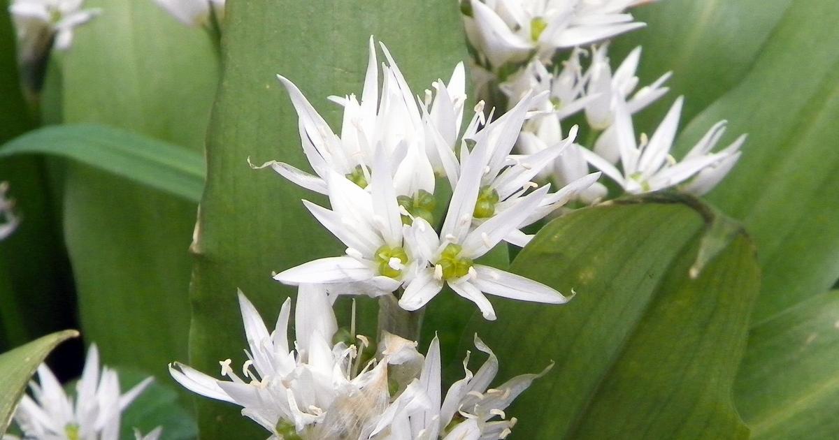 Gazon: comment éliminer l'ail sauvage