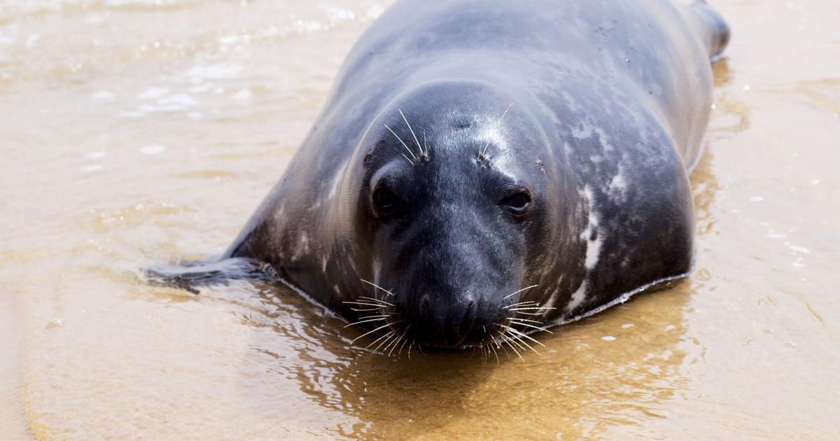 Un an après, le phoque You est de retour en Gironde