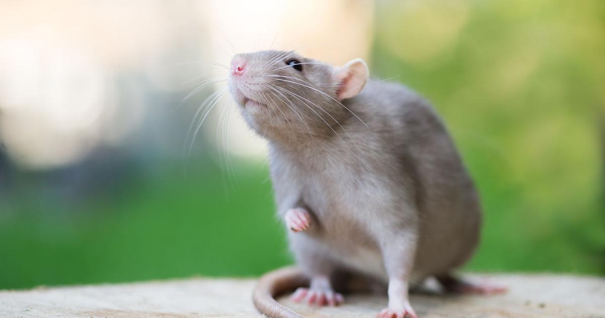 S'il est heureux, le rat rit sous les guilis