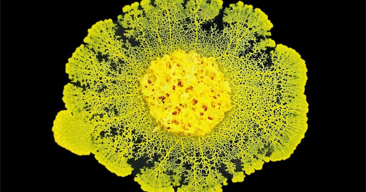 Les «blobs» se parlent sans avoir besoin de cerveau