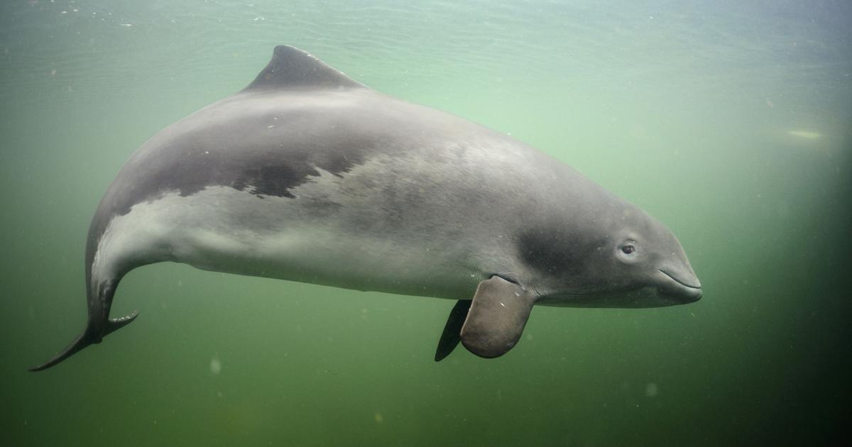 Les marsouins, champions du contrôle cardiaque