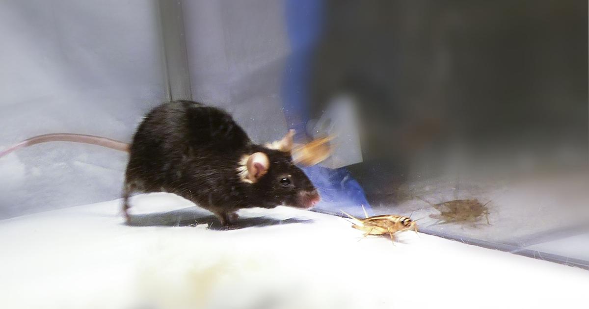 Un laser transforme des souris en tueuses redoutables