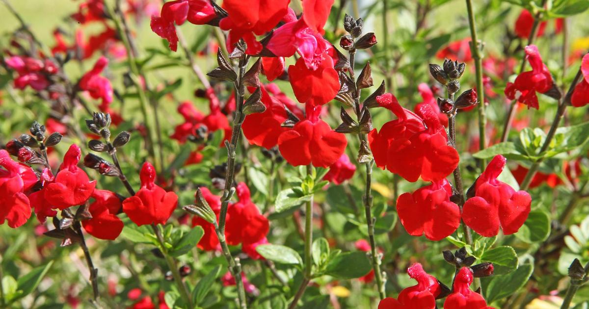Sauge à petites feuilles, des fleurs tout l'été