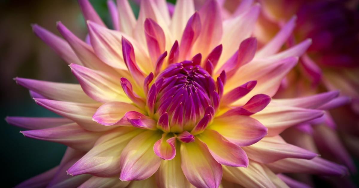Jardin: plantez des dahlias Label Rouge