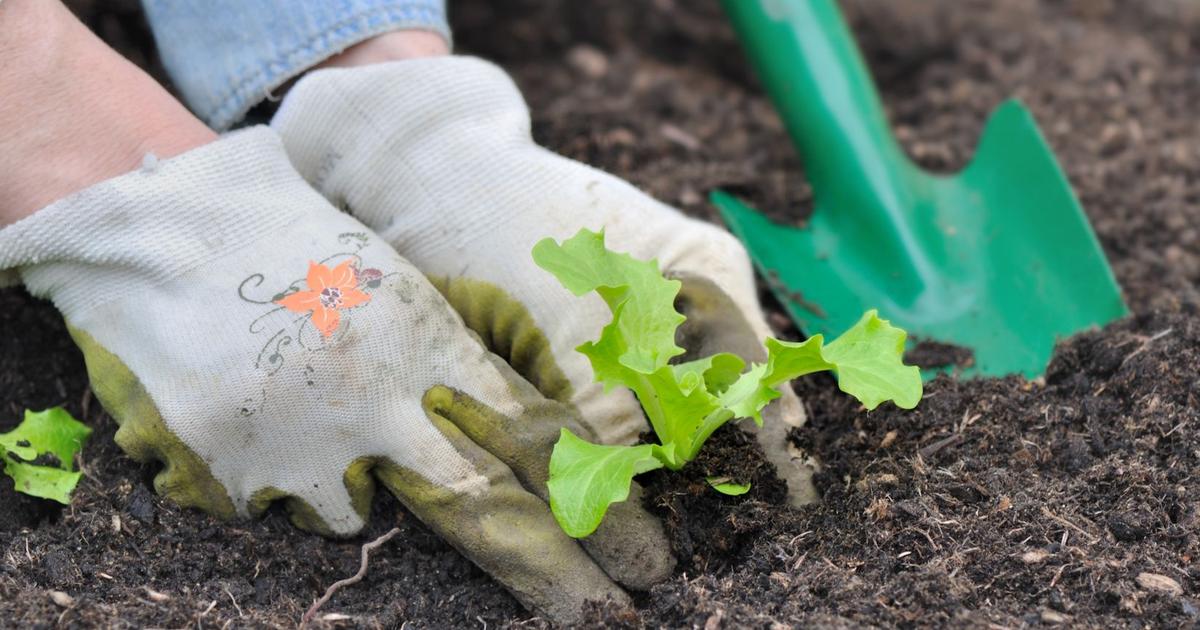 Potager : comment bien réussir ses semis et plantations