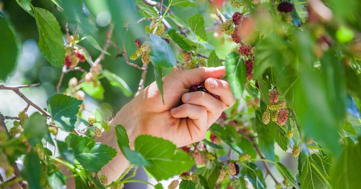 Une carte collaborative pour ramasser des fruits gratuitement