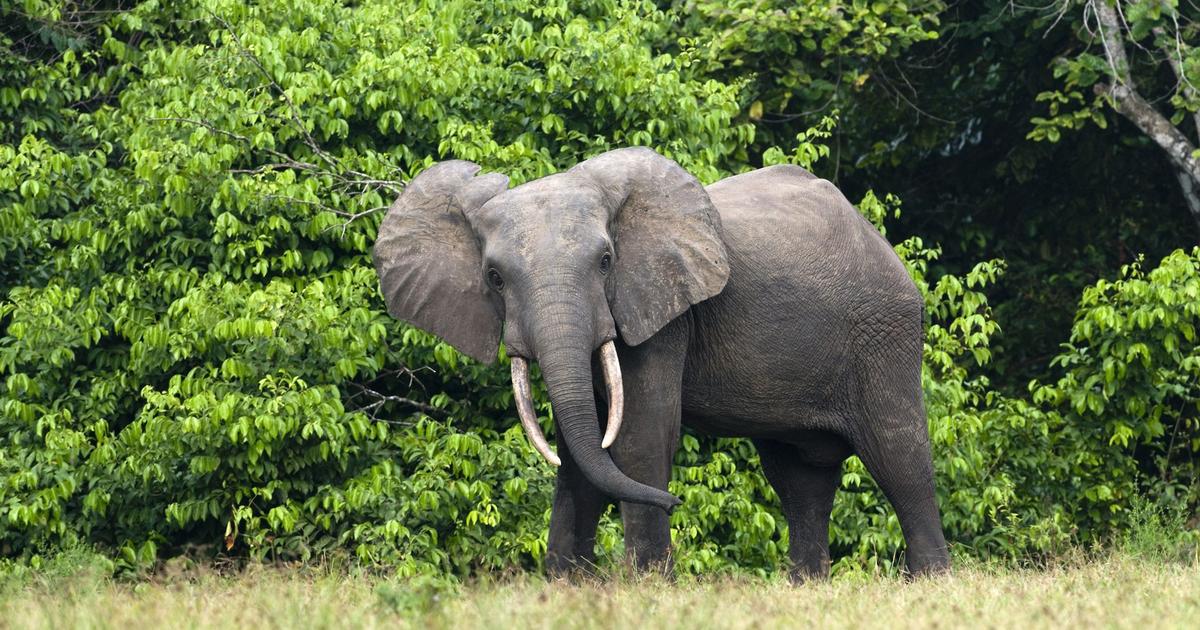 L'éléphant géant d'Europe, un ancêtre des cousins africains