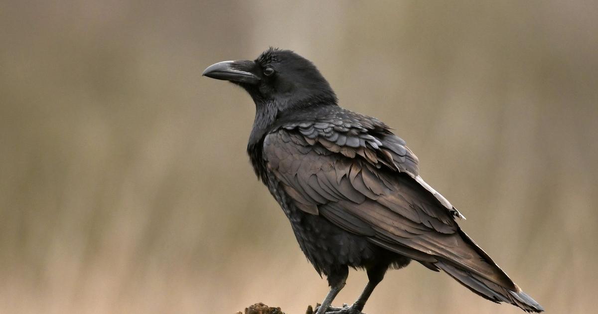 Les corbeaux, as de la planification et du self-control