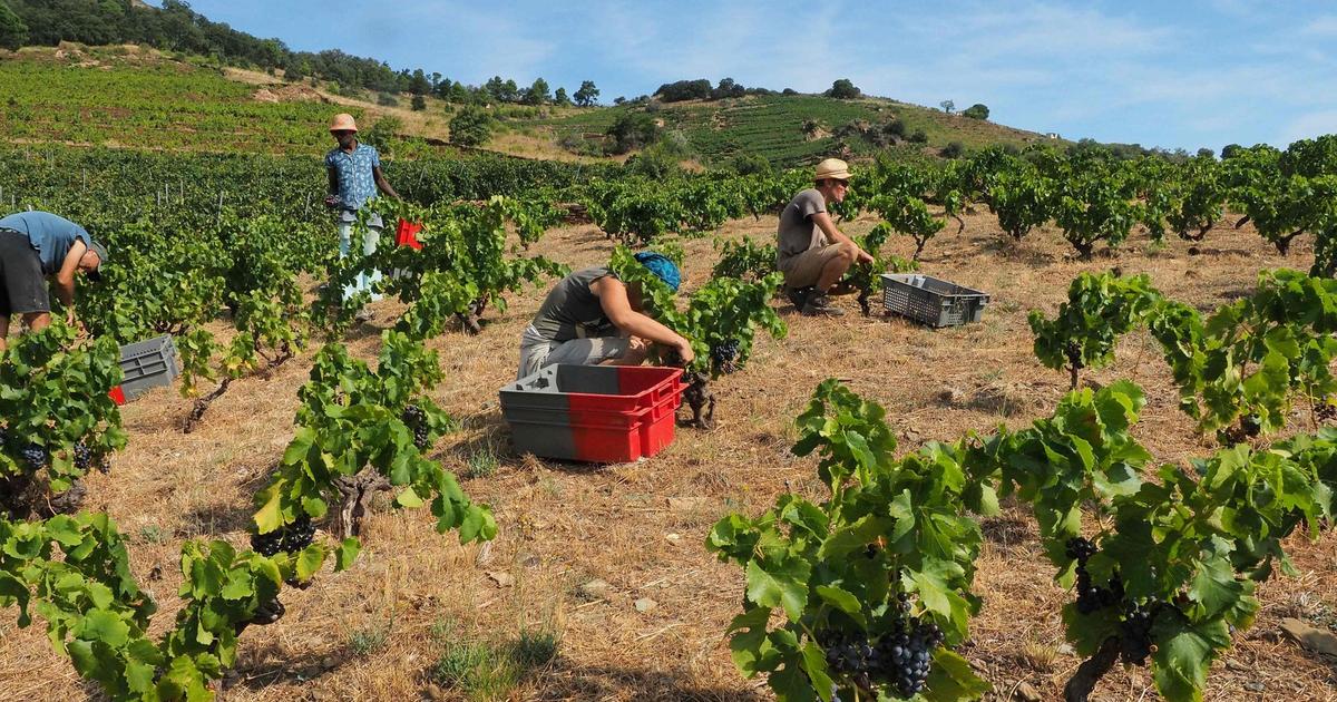 Vers la récolte de vin la plus petite depuis 1945 en France