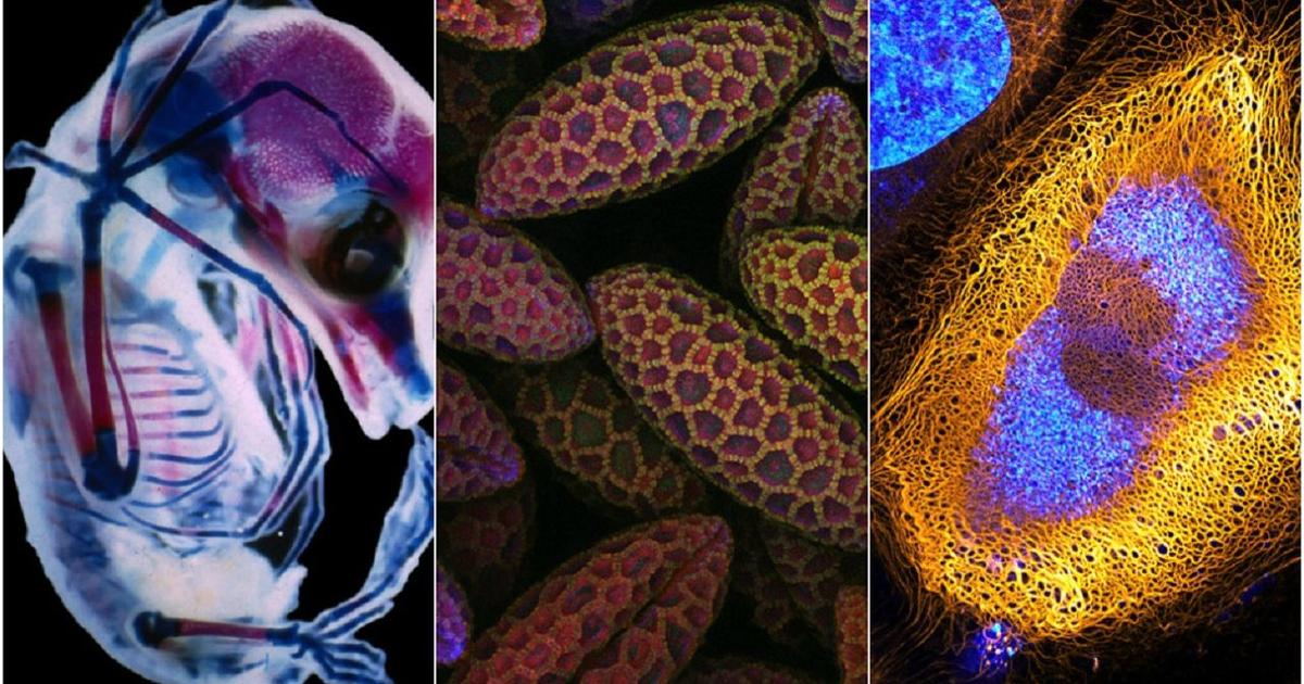 Le monde microscopique dévoile ses trésors cachés