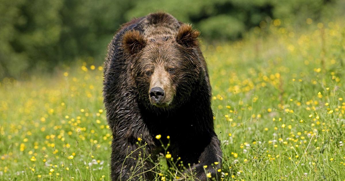 Mondial 2018 : la Russie alerte les campeurs étrangers sur la menace ...