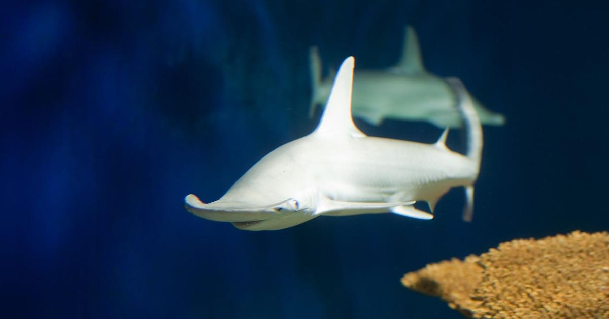 Un surprenant requin «végétarien» se nourrit d'algues