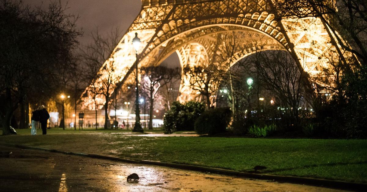 Comment les rats empoisonnent la vie des Parisiens