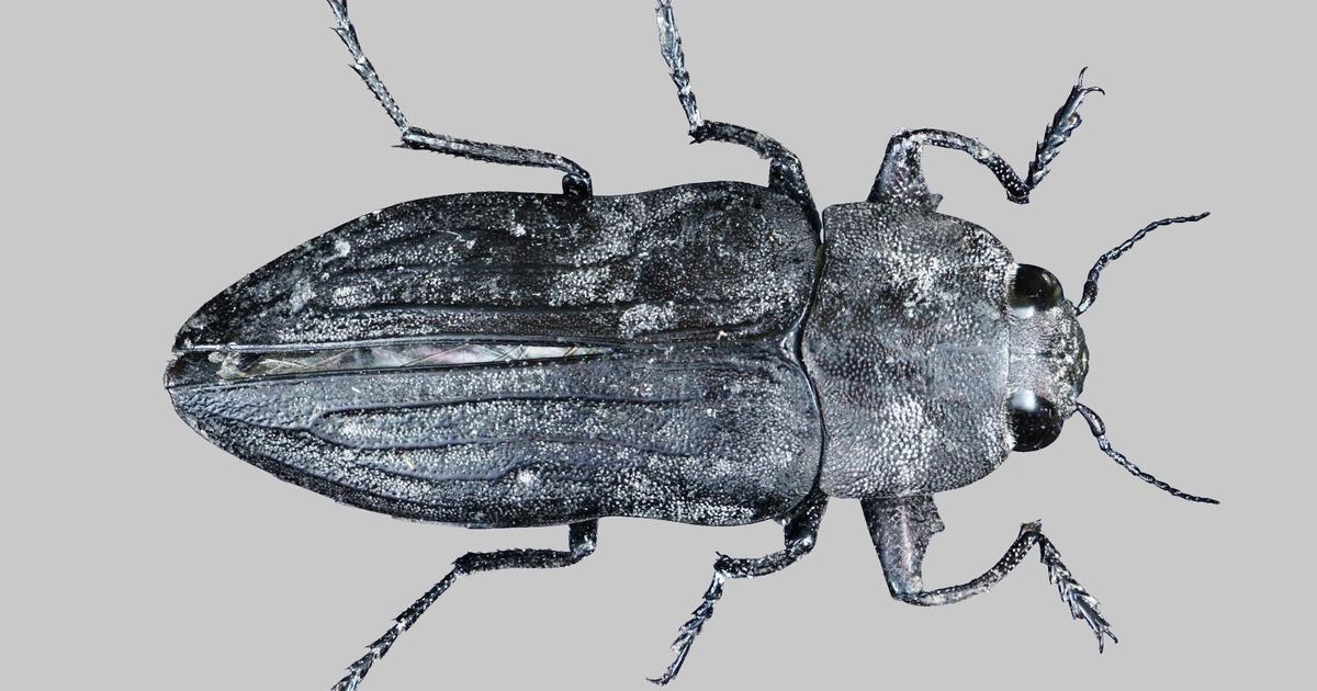 Invasion Scarabée Maison | Ventana Blog