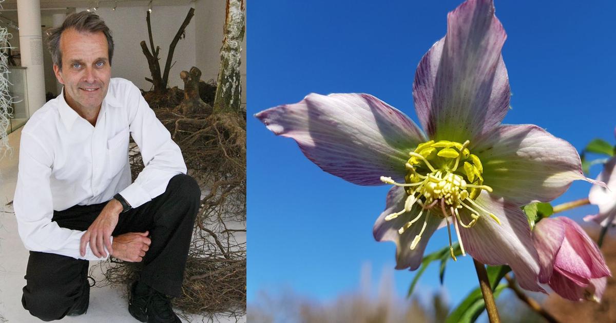 Un splendide hellébore dédié à Pascal Cribier