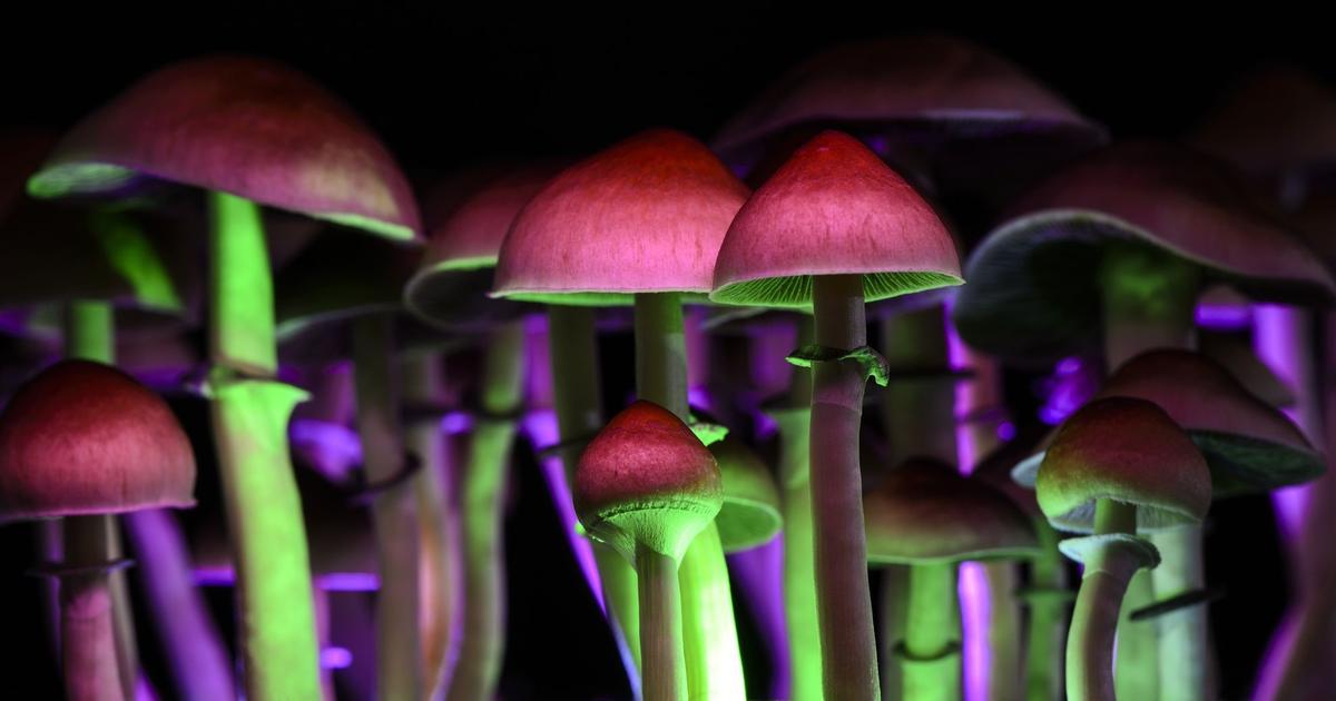 Pourquoi certains champignons sont-ils hallucinogènes