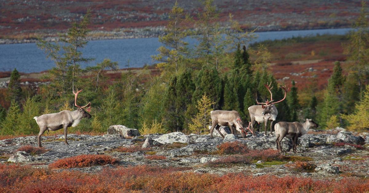 La toundra arctique se couvre d'arbrisseaux
