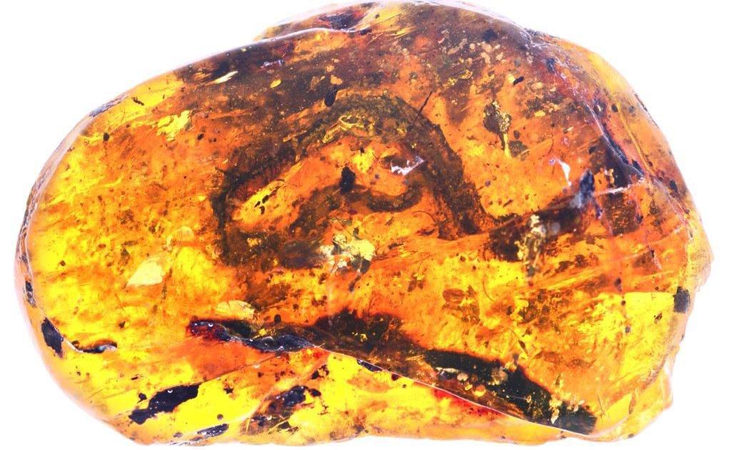 Un bébé serpent de 100 millions d'années