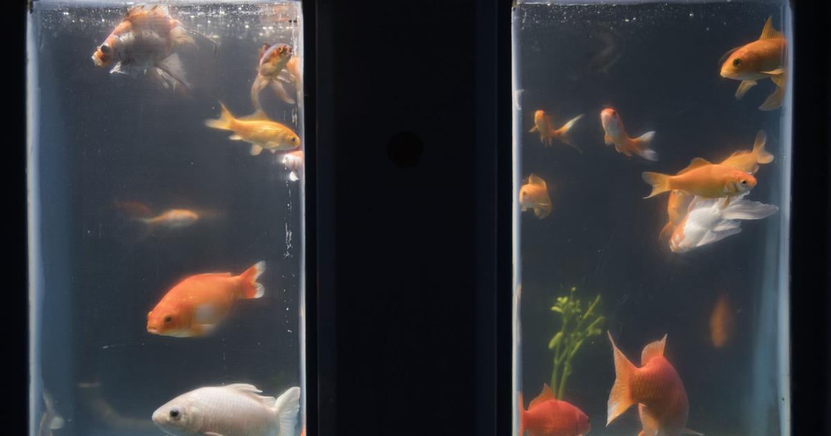 L'Aquarium de Paris sert de refuge aux poissons rouges