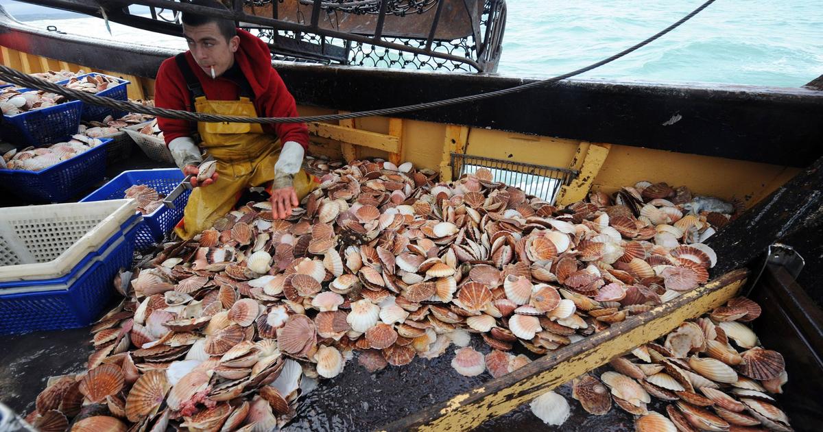 Un tiers des espèces de poissons toujours victimes de la surpêche en France