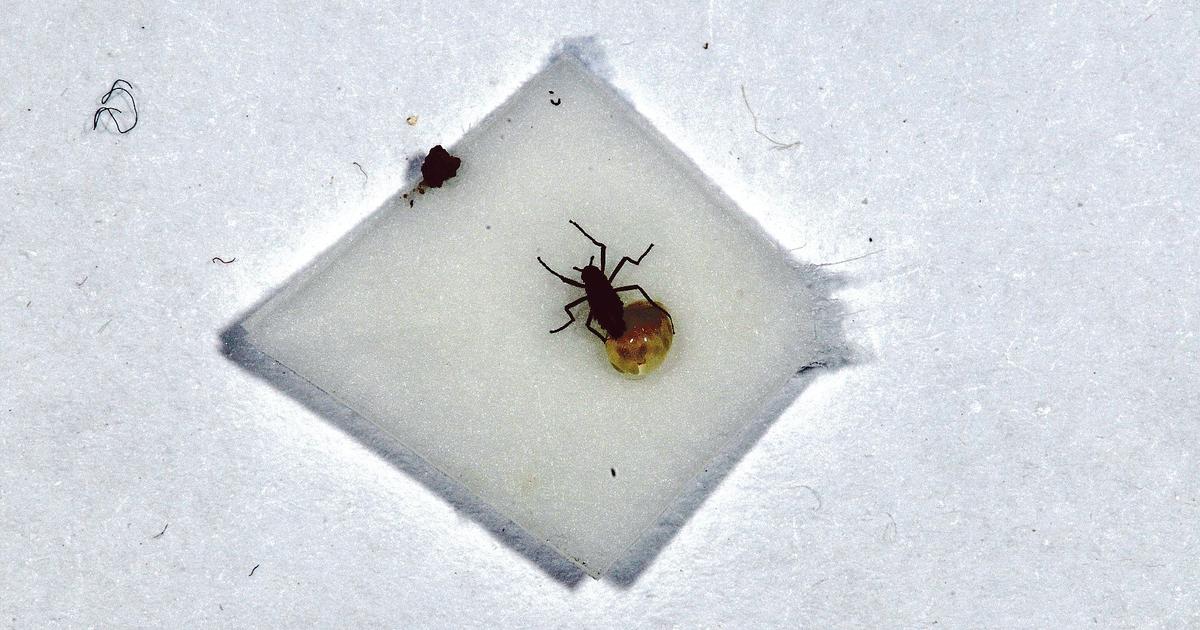 Les œufs antigel de «Belgica antarctica», l'insecte des glaces
