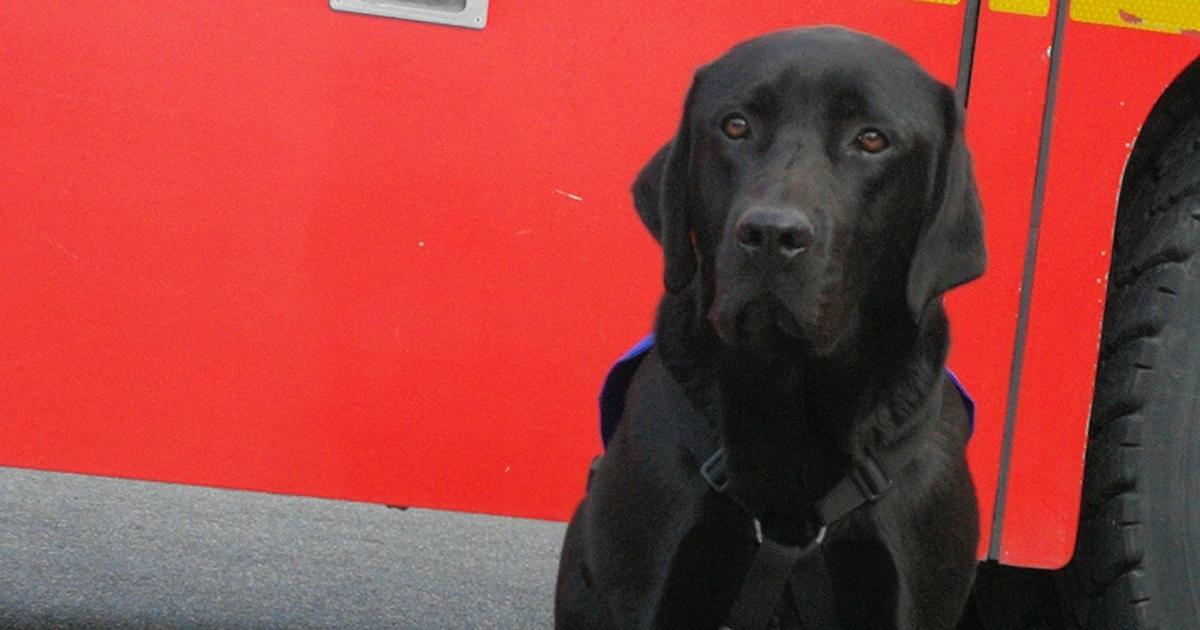 Lol, le premier chien d'assistance judiciaire de France